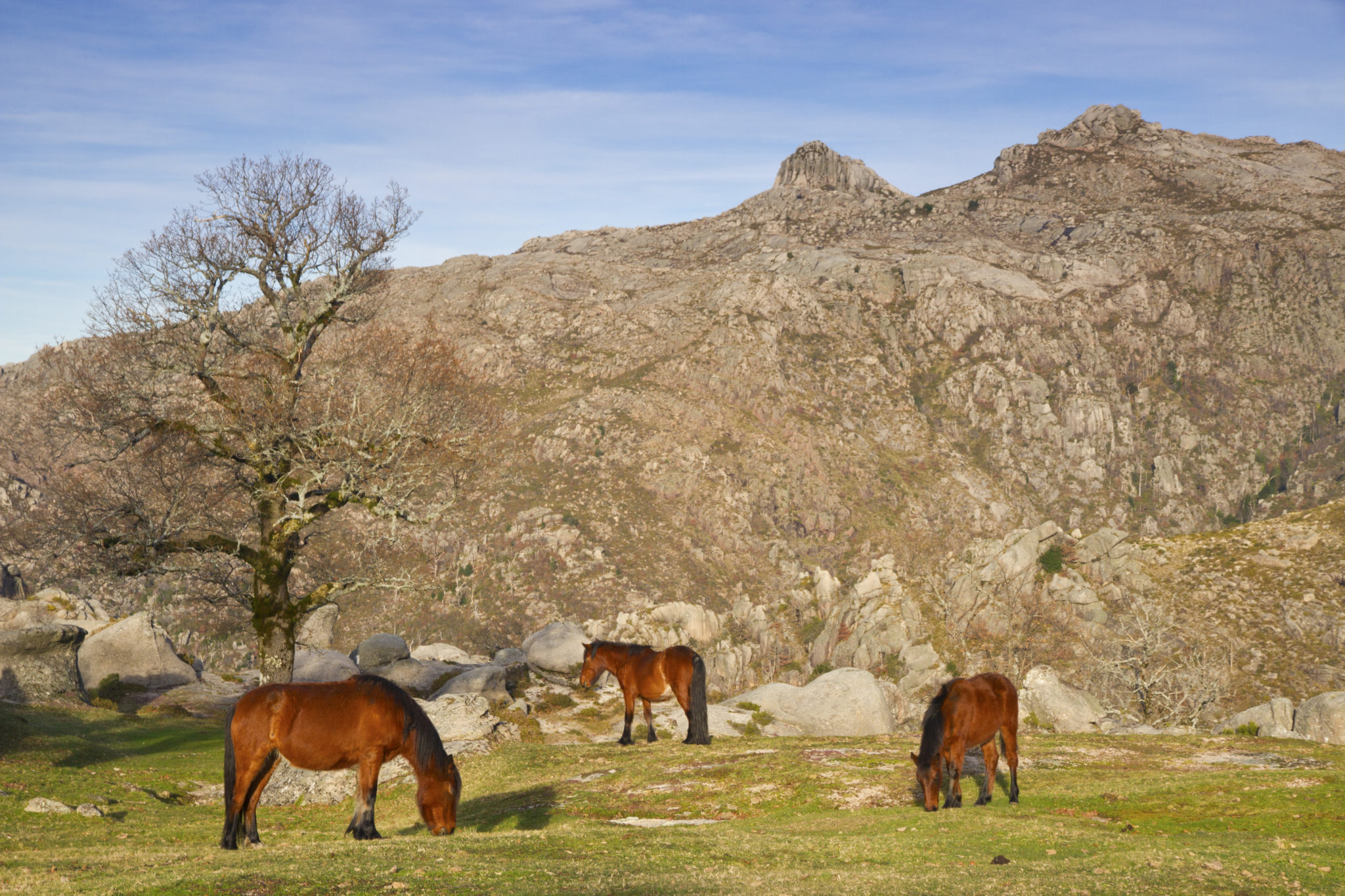 Garrano: um património nacional e um insubstituível recurso biológico ...