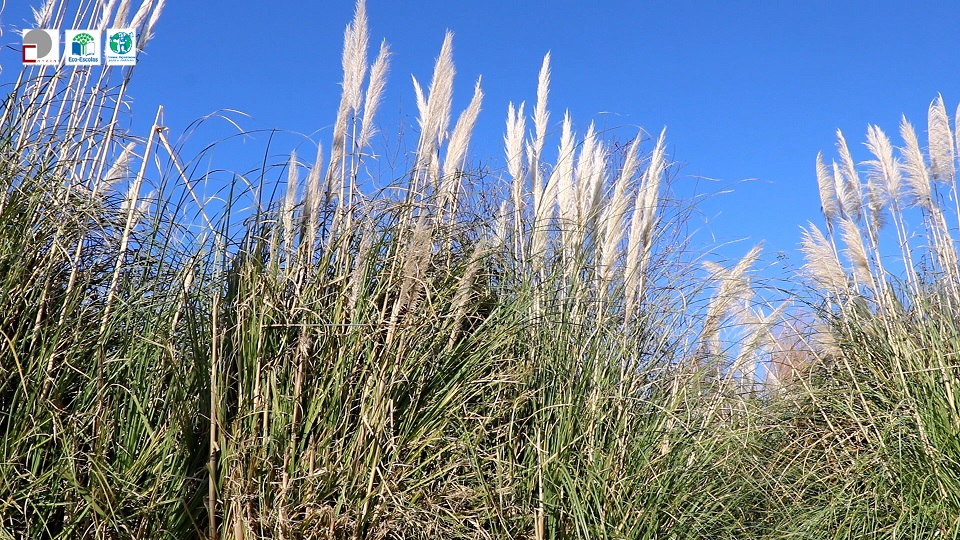 Erva-das-pampas, a invasora de folhas cortantes - Jovens Repórteres ...