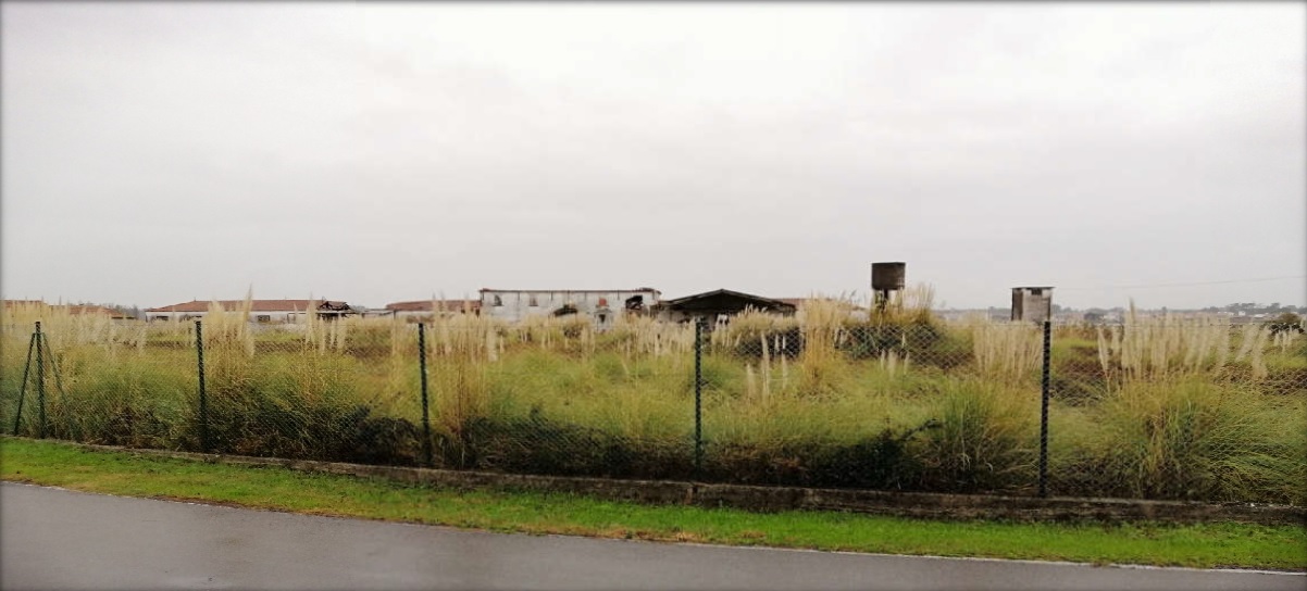 ervas pampas - Malhada - Jovens Repórteres para o Ambiente