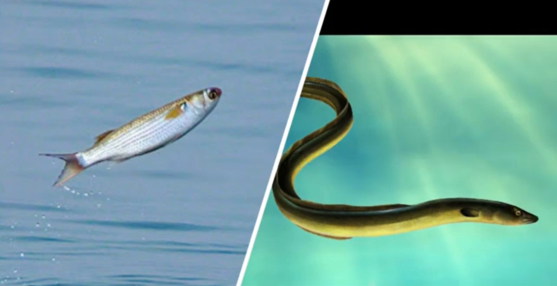 fdsdf - Jovens Repórteres para o Ambiente